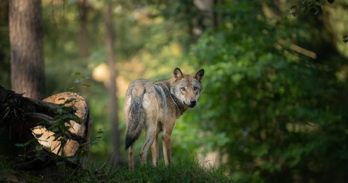Le loup de retour en Wallonie : décryptage de sa présence passée et ...