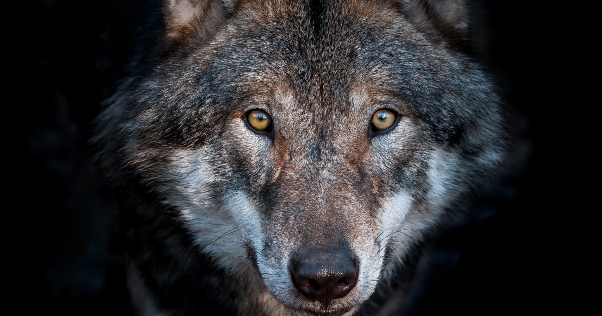 A first in Belgium: UNamur researcher reveals forgotten history of ...